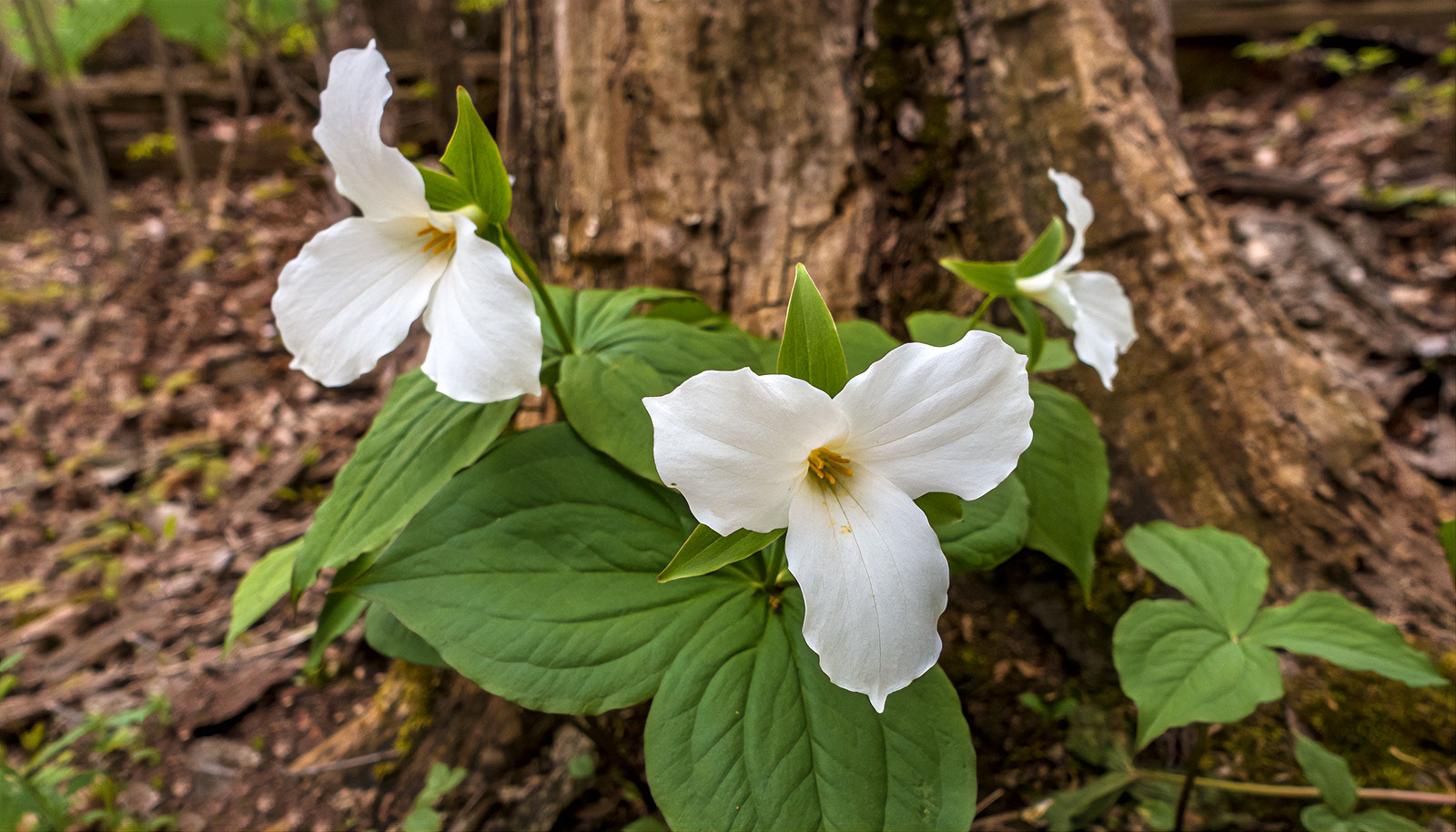 Canadas National Flower Trillium